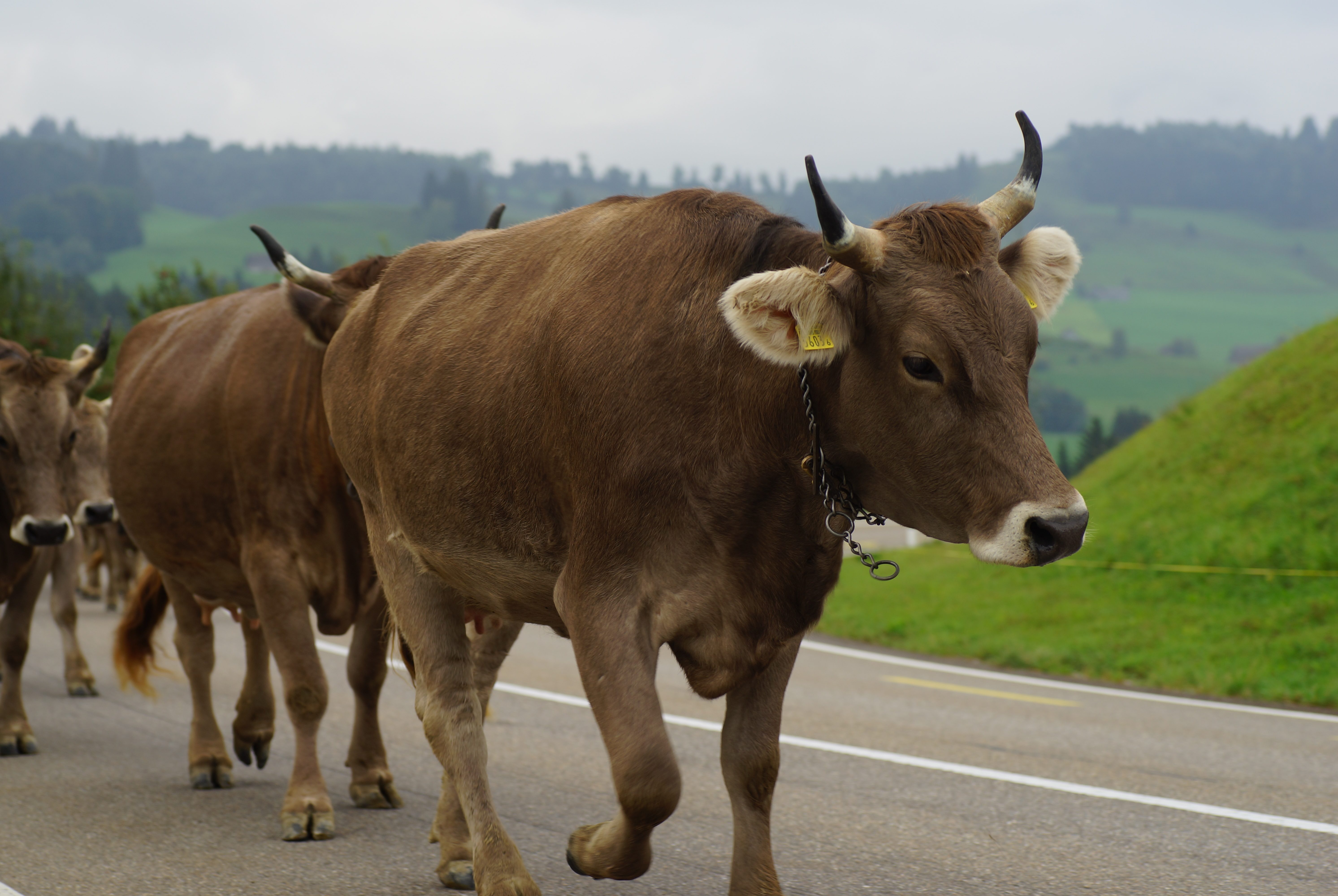 Jetzt bestellen - Verein Appenzellerbeef